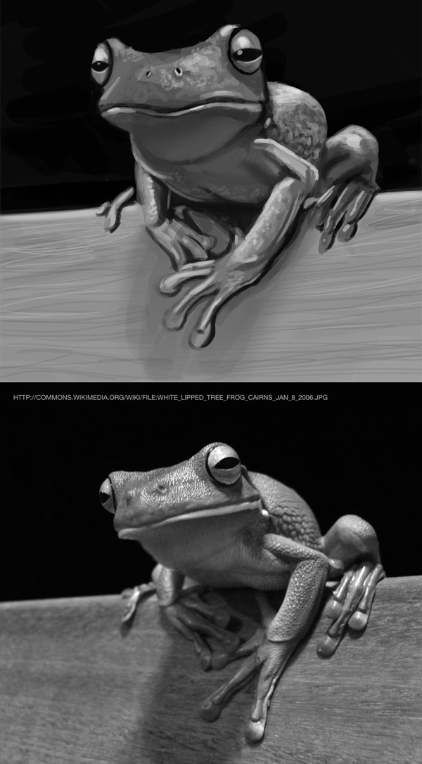 Quick Frog Study – NormGrock – Illustrator